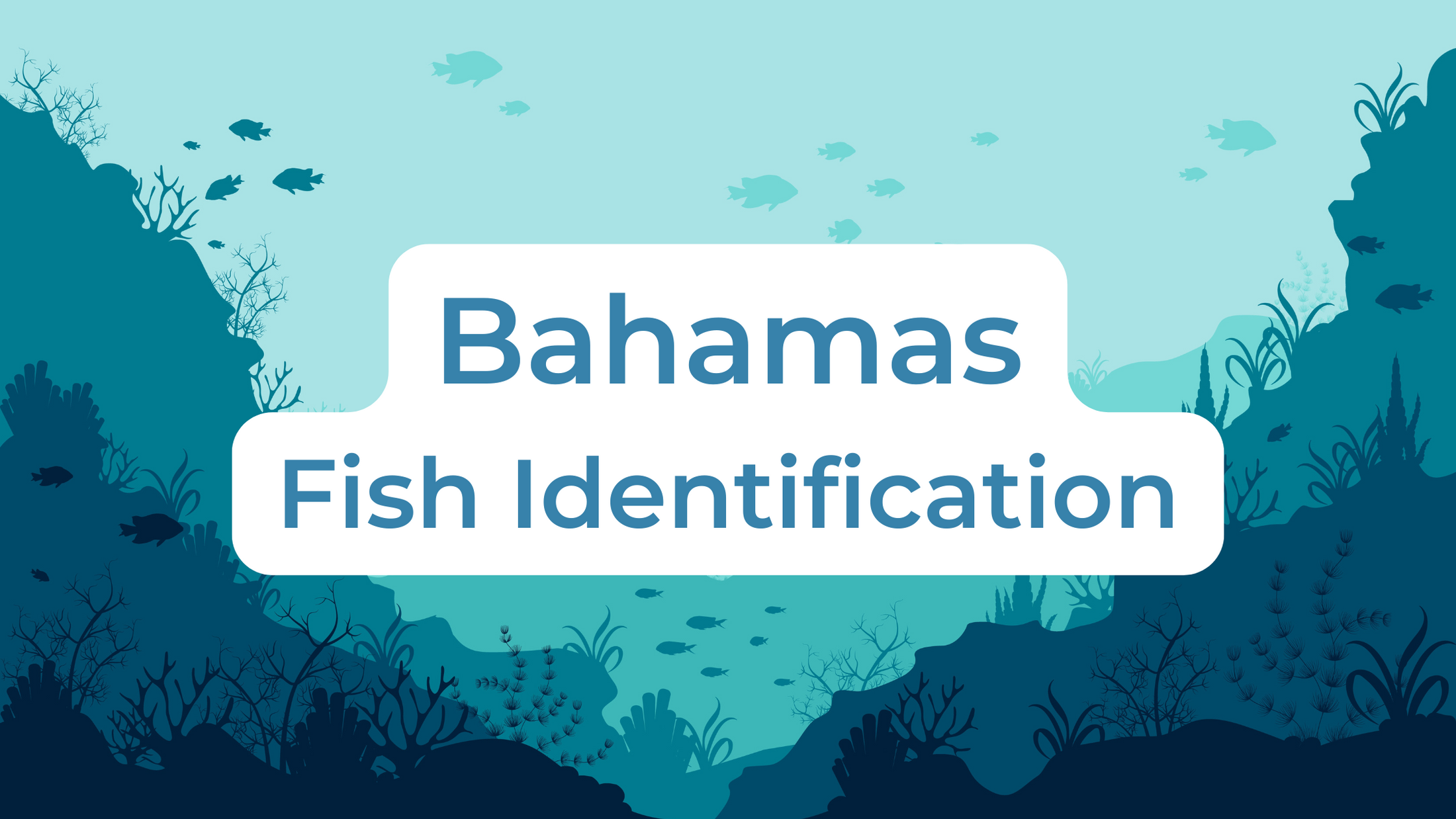 Bahamas Fish Identification, A Guide to Marine Life of the Bahamas ...