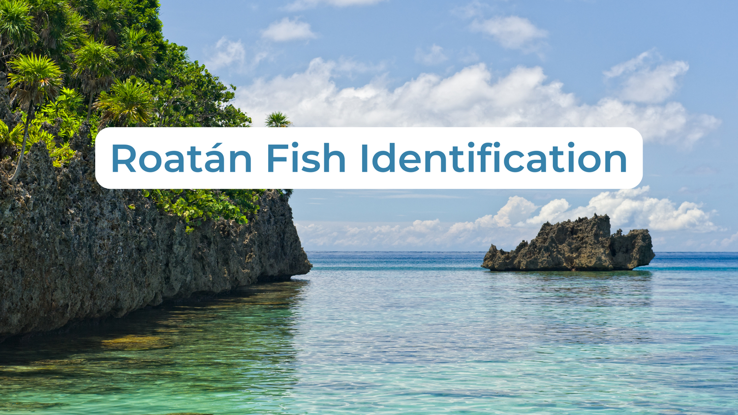 Roatán Fish Identification, A Guide to Marine Life of Roatán, Honduras ...