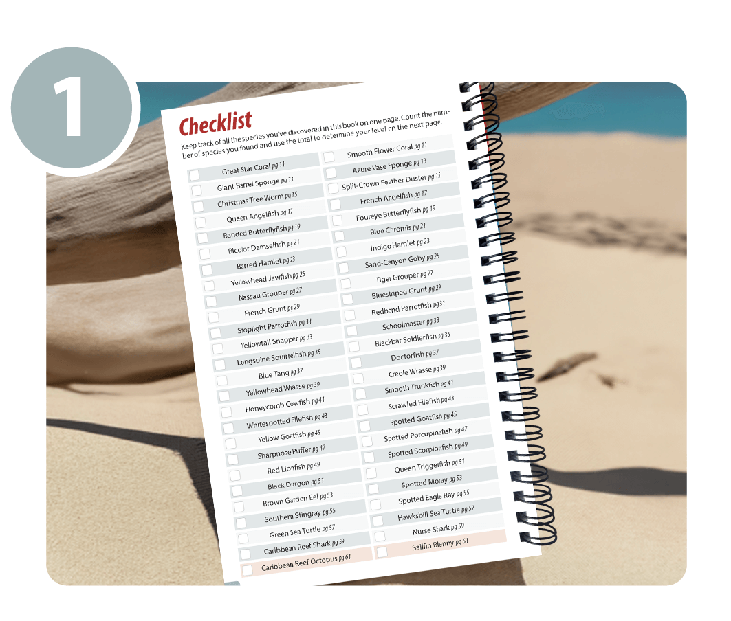 Caribbean Ocean Life Guide, A Fish ID Book & Scavenger Hunt ...