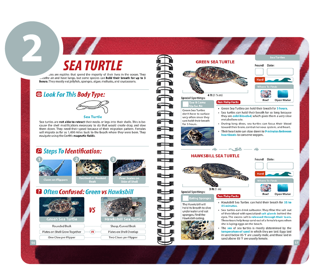 Hawaii Ocean Life Guide, A Fish ID Book & Scavenger Hunt – Underwater ...