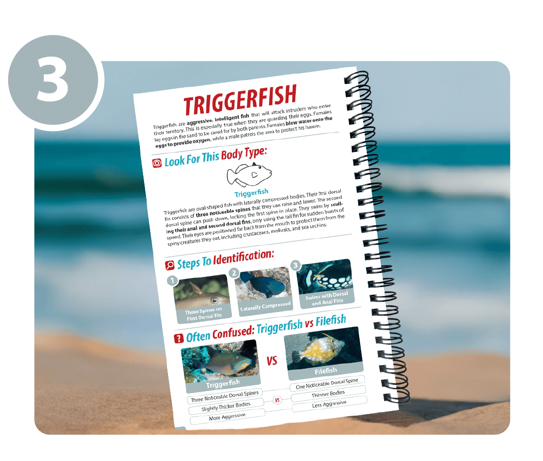 Caribbean Ocean Life Guide, A Fish ID Book & Scavenger Hunt ...