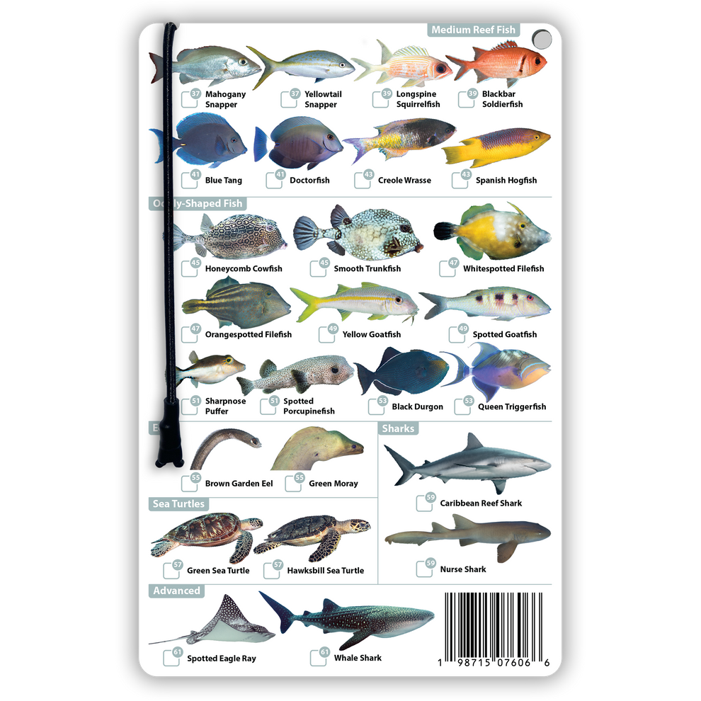 Belize Fish Identification Card – Underwater Spotter