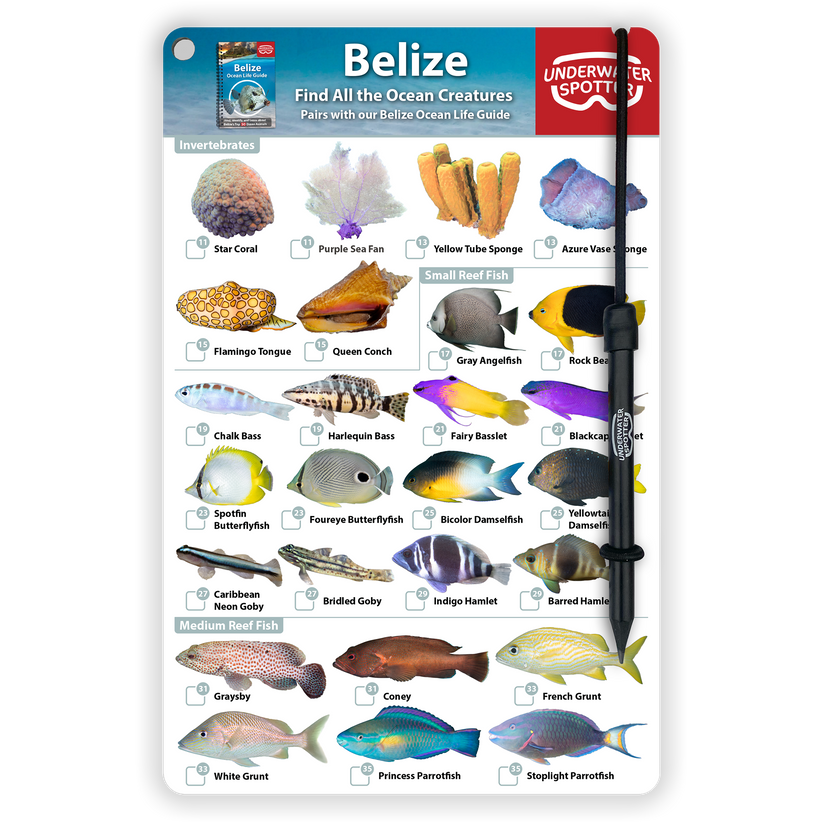Belize Fish Identification Card – Underwater Spotter