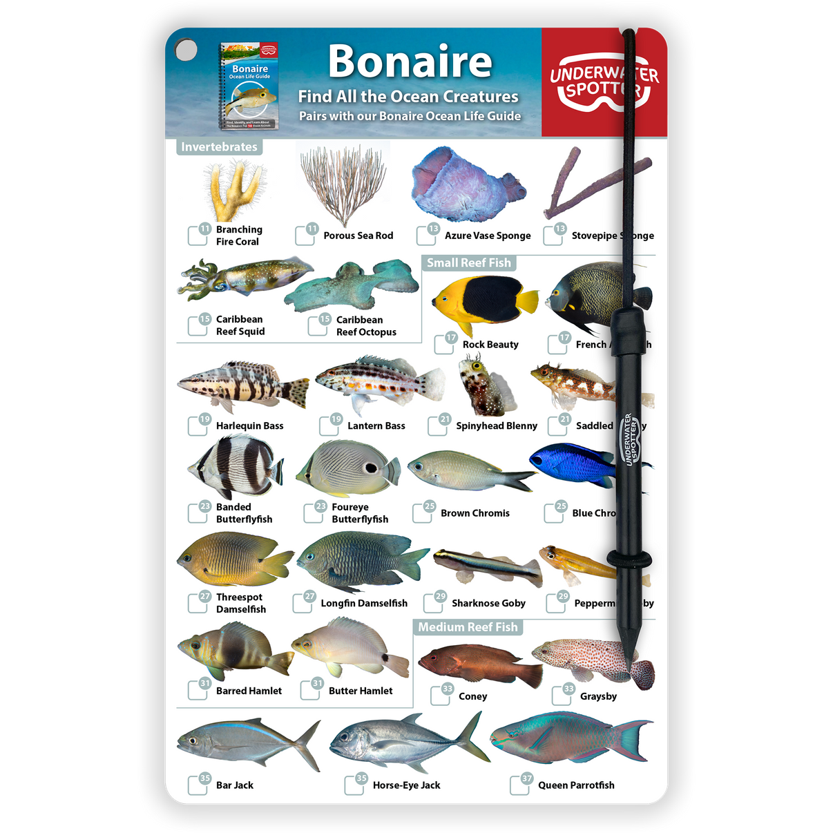 Bonaire Fish Identification Card – Underwater Spotter