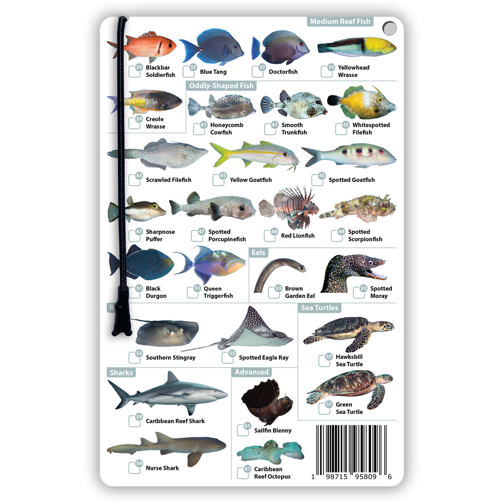 Caribbean Fish Identification Card – Underwater Spotter