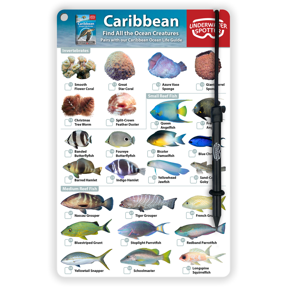 Caribbean Fish Identification Card – Underwater Spotter