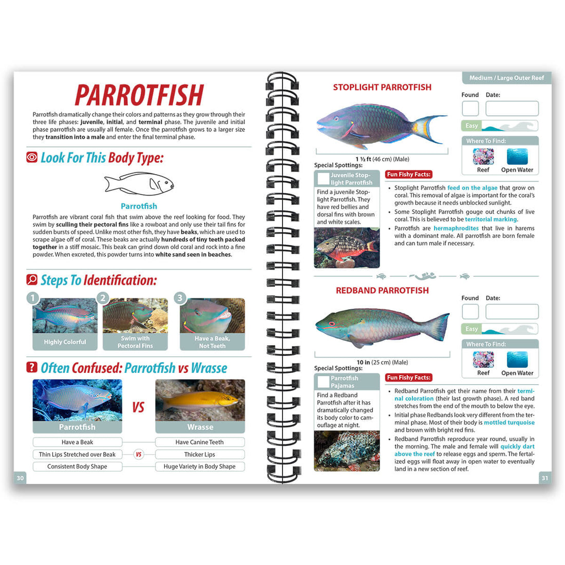 Roatán Fish Identification, A Guide to Marine Life of Roatán, Honduras ...