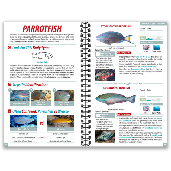 Caribbean Ocean Life Guide, A Fish ID Book & Scavenger Hunt ...