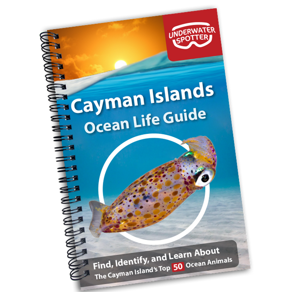 Cayman Islands Ocean Life Guide, A Fish ID Book & Scavenger Hunt ...