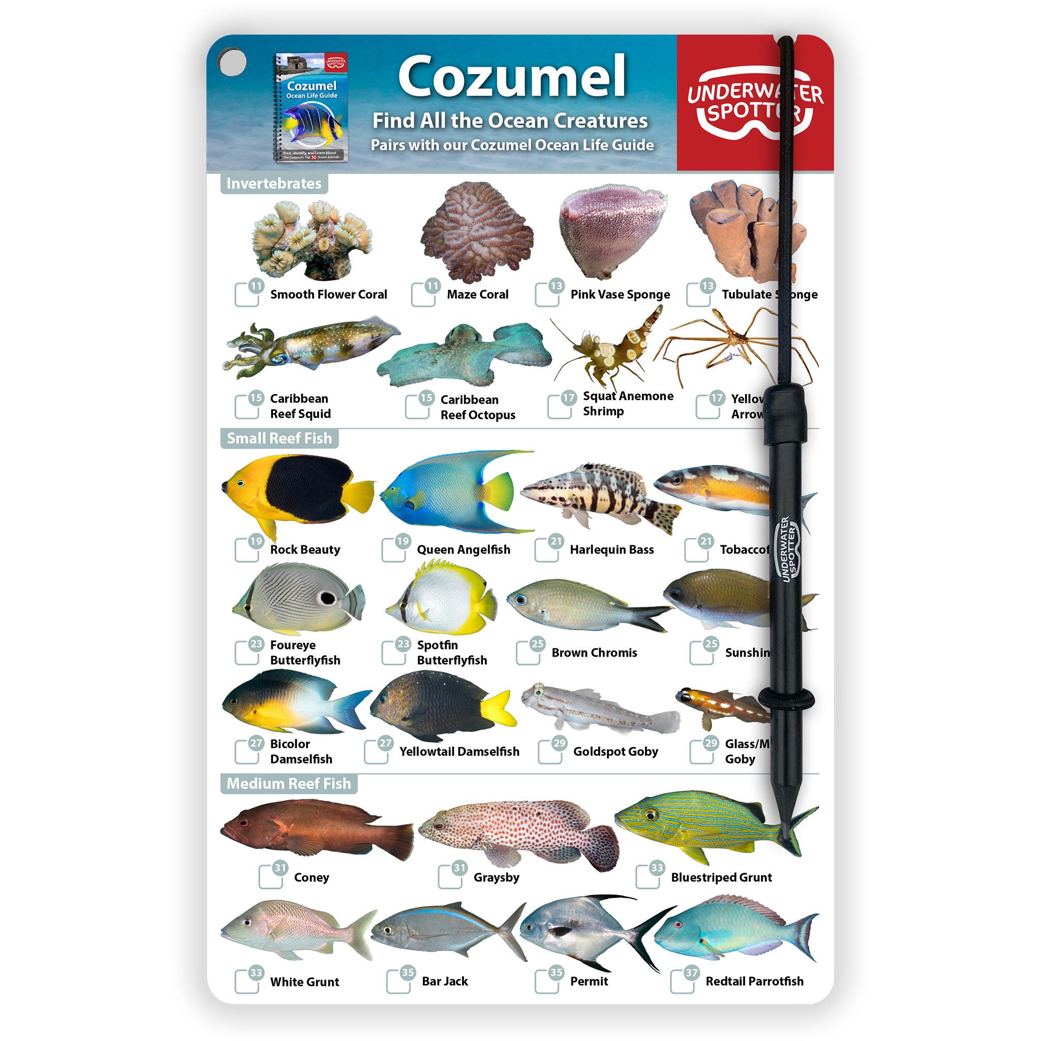 Cozumel Fish Identification Card – Underwater Spotter