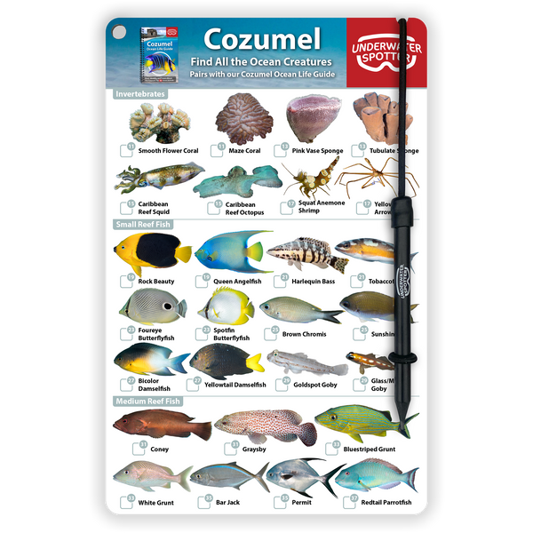Cozumel Fish Identification Card – Underwater Spotter