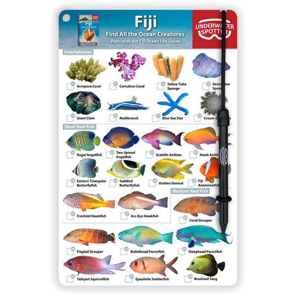 Fiji Fish Identification Card – Underwater Spotter