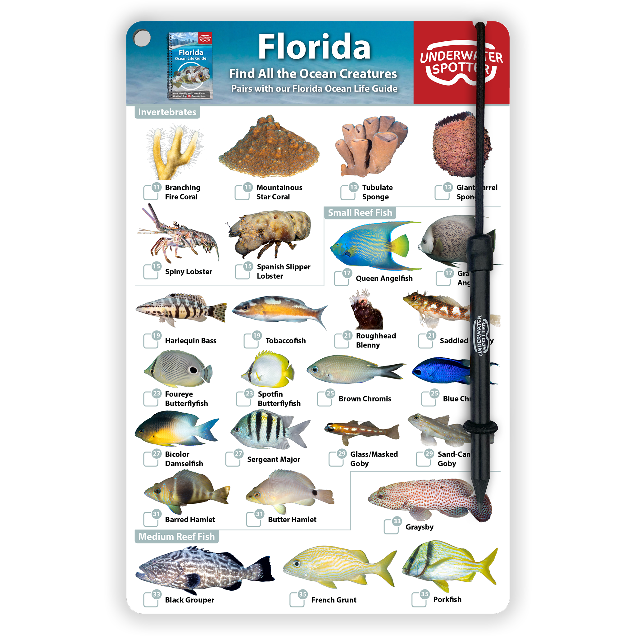 Florida Fish Identification Card – Underwater Spotter