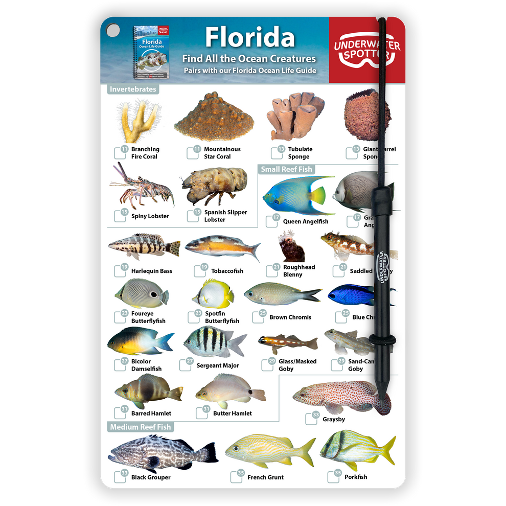 Florida Fish Identification Card – Underwater Spotter