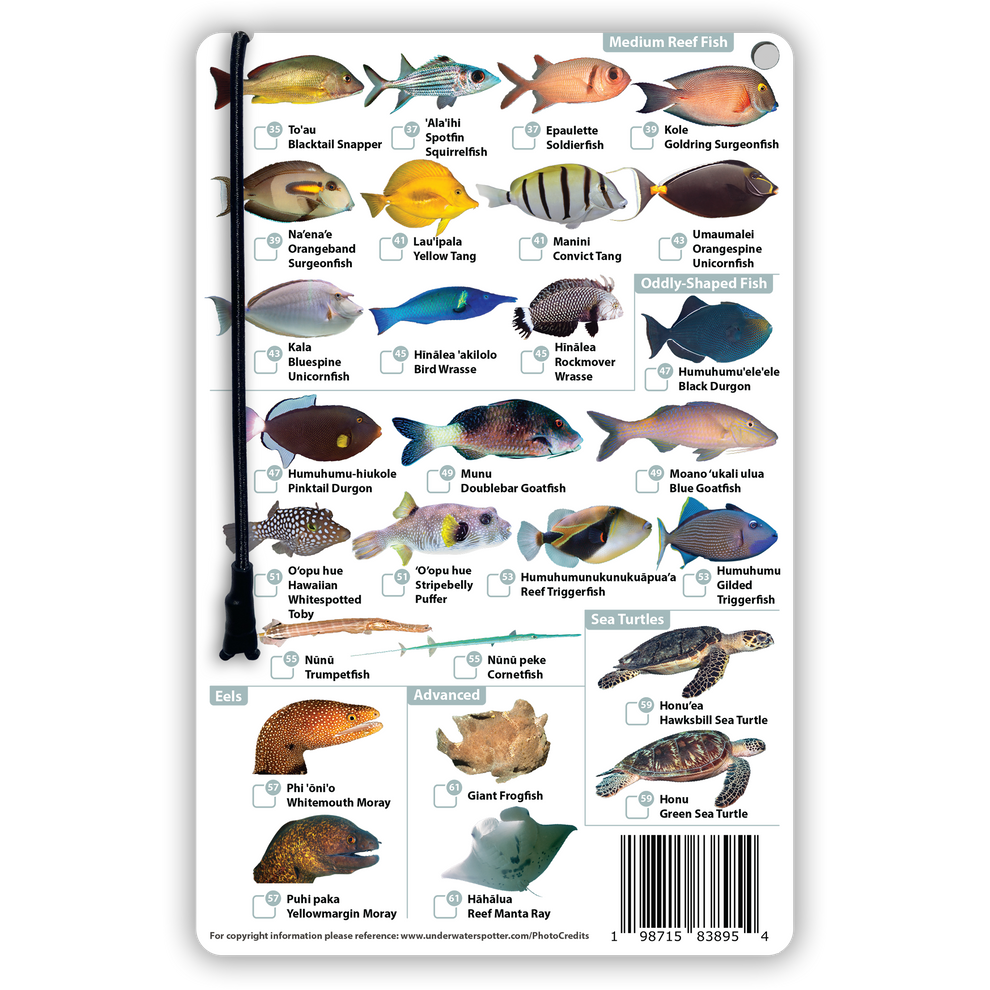 Hawaii Fish Identification Card – Underwater Spotter