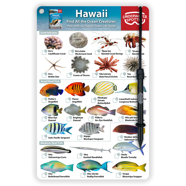 Hawaii Fish Identification Card – Underwater Spotter