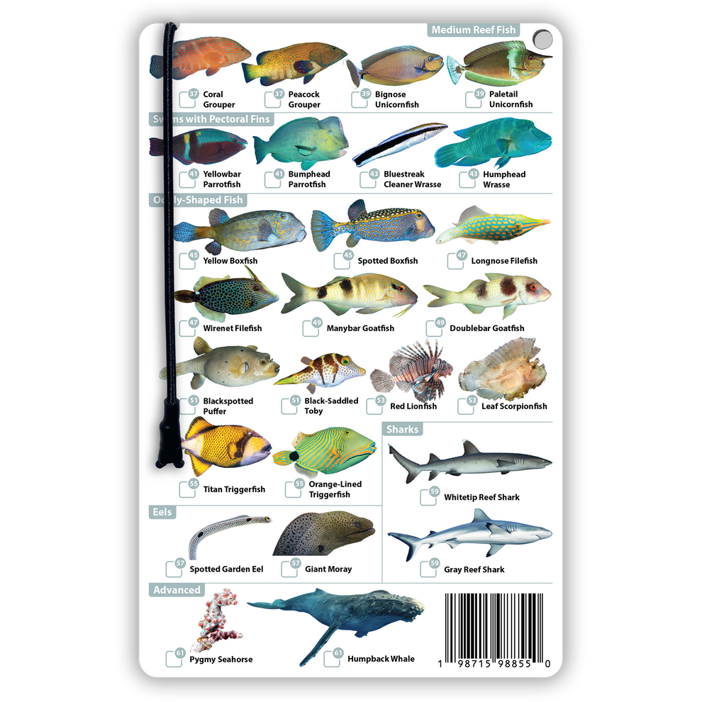 South Pacific Fish Identification Card – Underwater Spotter