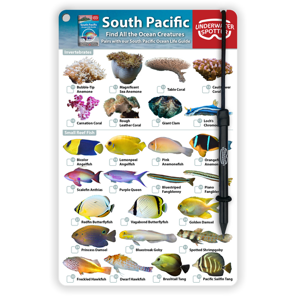 South Pacific Fish Identification Card – Underwater Spotter