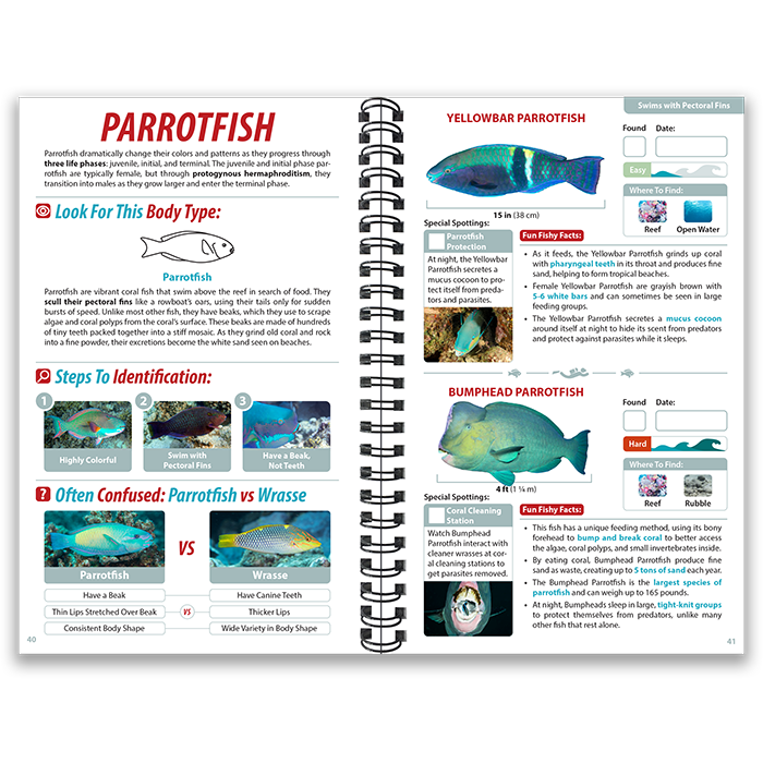 South Pacific Ocean Life Guide, A Fish ID Book & Scavenger Hunt ...