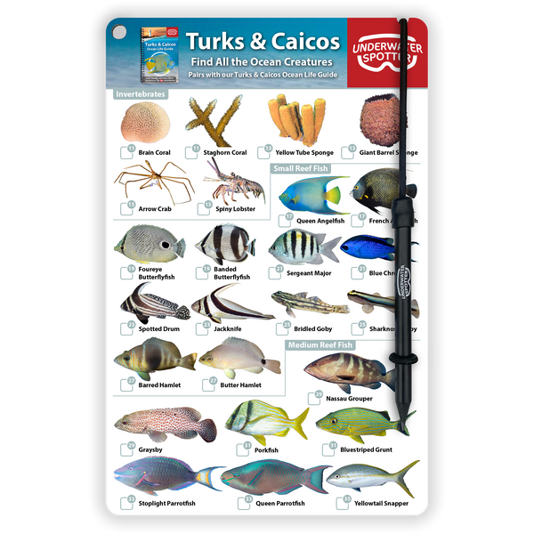 Turks & Caicos Fish Identification Card – Underwater Spotter