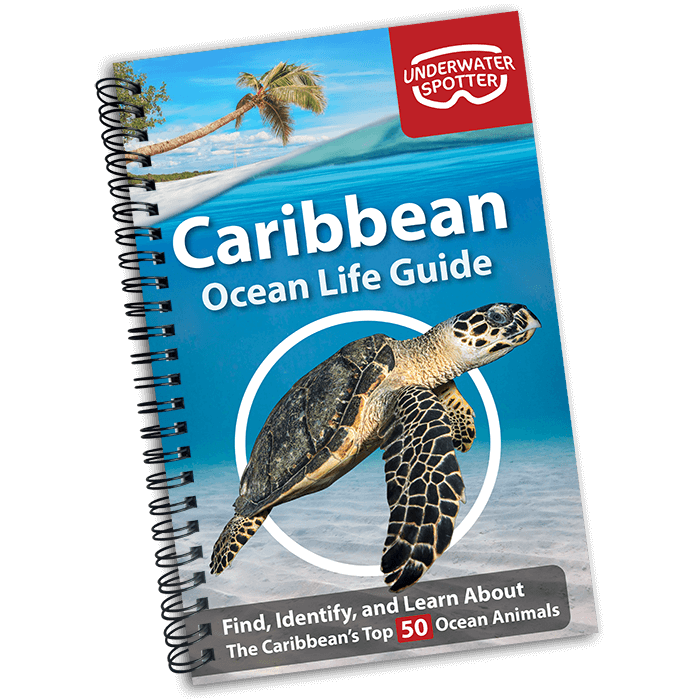 Caribbean Ocean Life Guide, A Fish ID Book & Scavenger Hunt ...