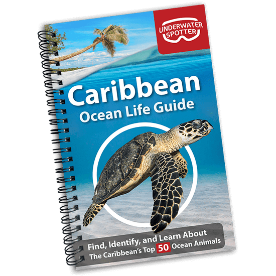 Caribbean Ocean Life Guide, A Fish ID Book & Scavenger Hunt ...