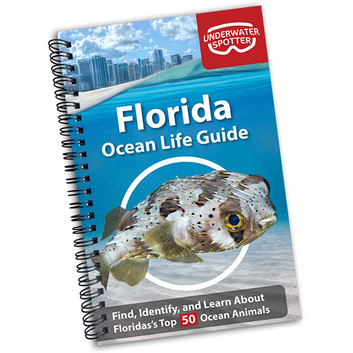 Florida Ocean Life Guide, A Fish ID Book & Scavenger Hunt – Underwater ...