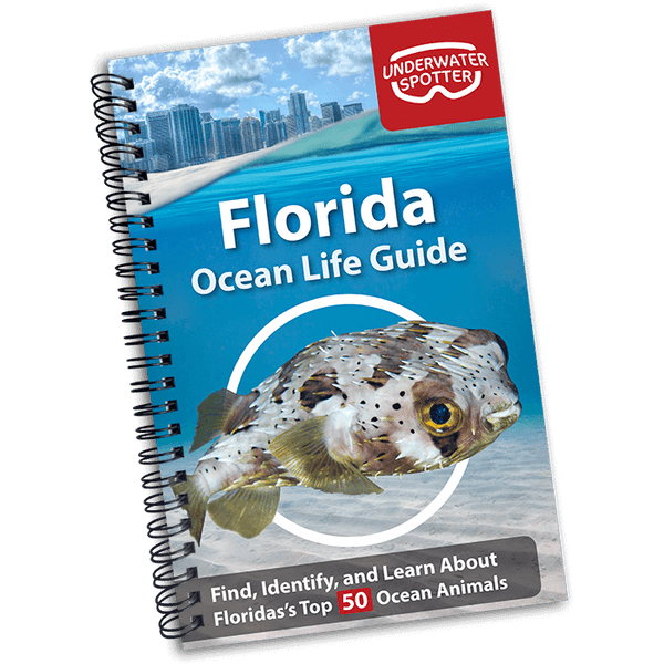 Florida Ocean Life Guide, A Fish ID Book & Scavenger Hunt – Underwater ...