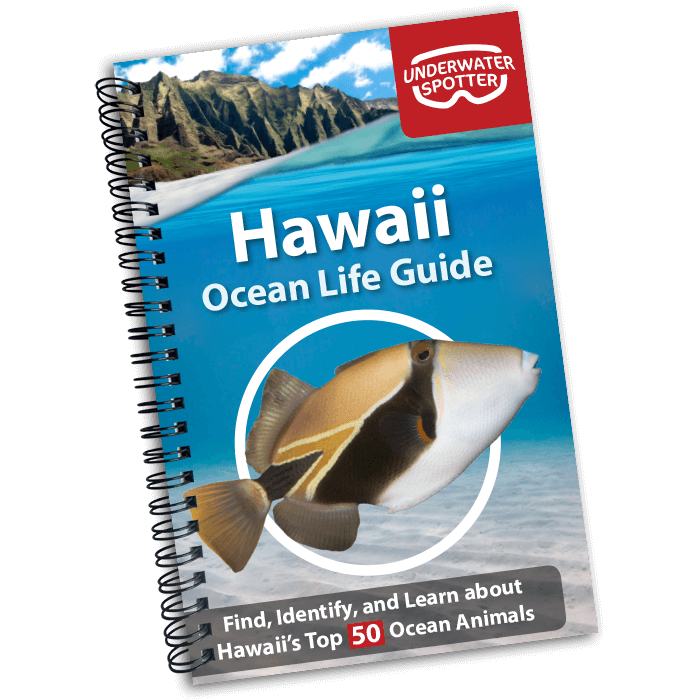 Hawaii Ocean Life Guide, A Fish ID Book & Scavenger Hunt – Underwater ...
